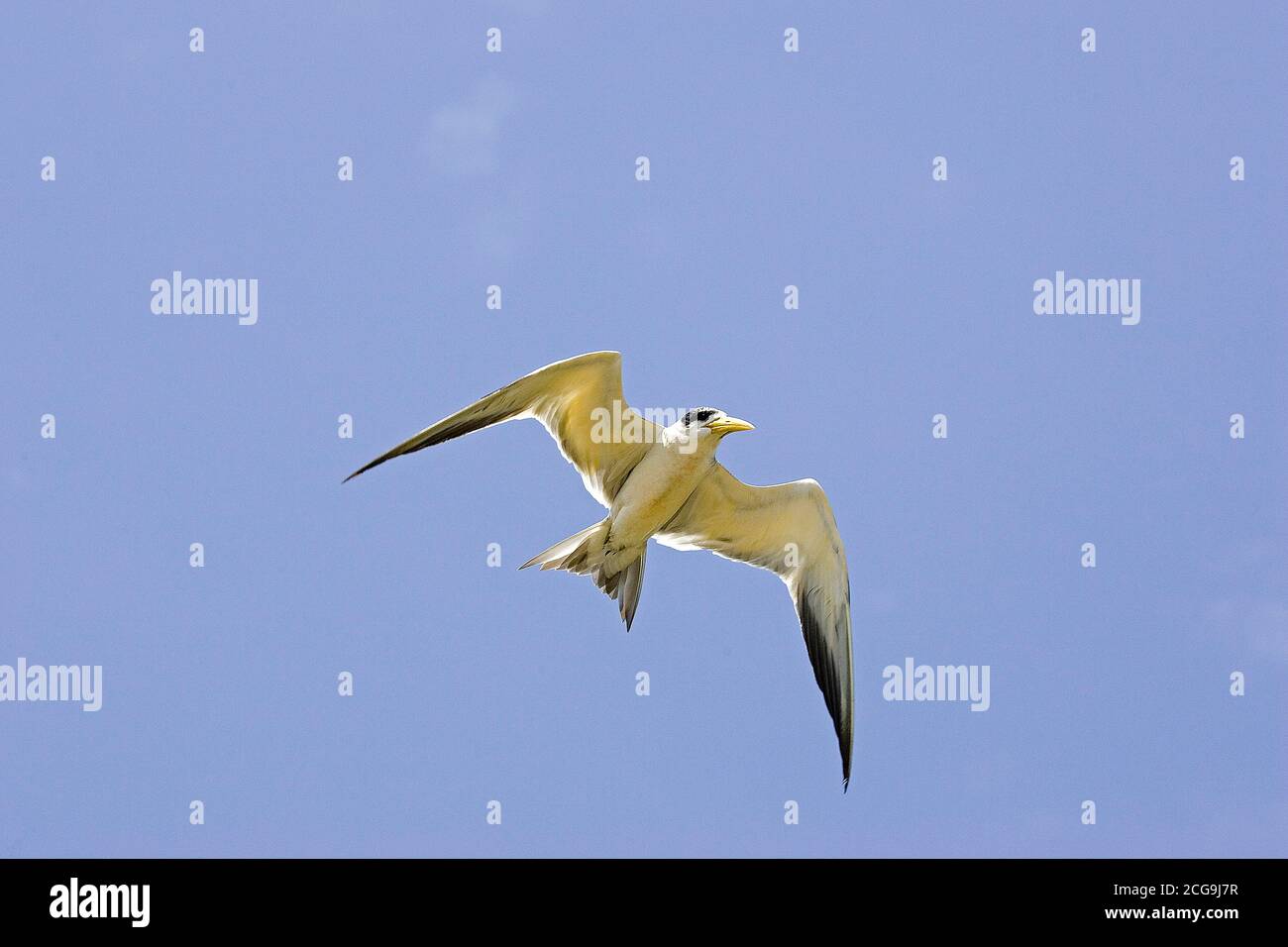 LARGE-BILLED TERN phaetusa simplex, ADULT IN FLIGHT, LOS LIANOS IN ...