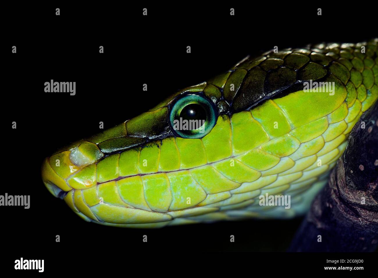 RED-TAILED GREEN RAT SNAKE gonyosoma oxycephala, CLOSE-UP OF HEAD Stock ...