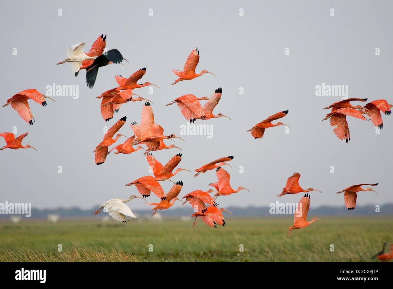 Scarlet ibis eudocimus ruber group hi-res stock photography and images ...