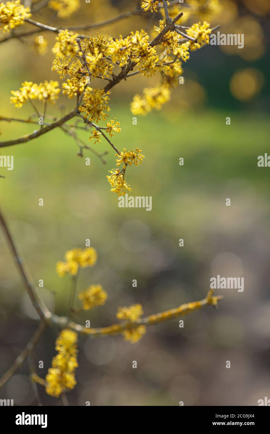 Close up photograph of an early spring Cornelian cherry dogwood flower ...