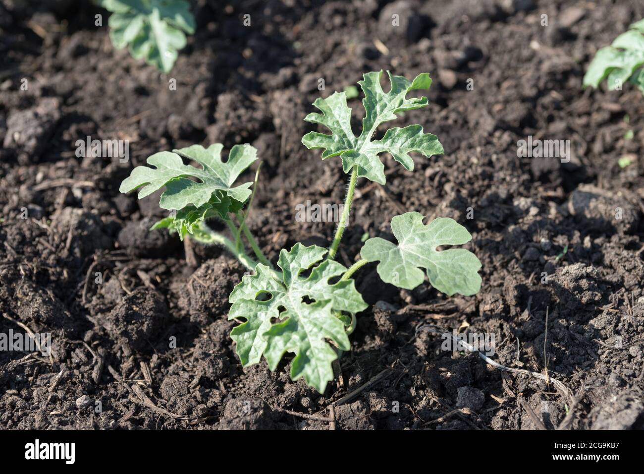 Watermelon sprout grows on the garden bed Stock Photo - Alamy