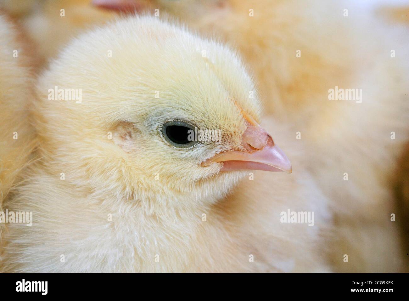 PORTRAIT OF CHICK Stock Photo - Alamy