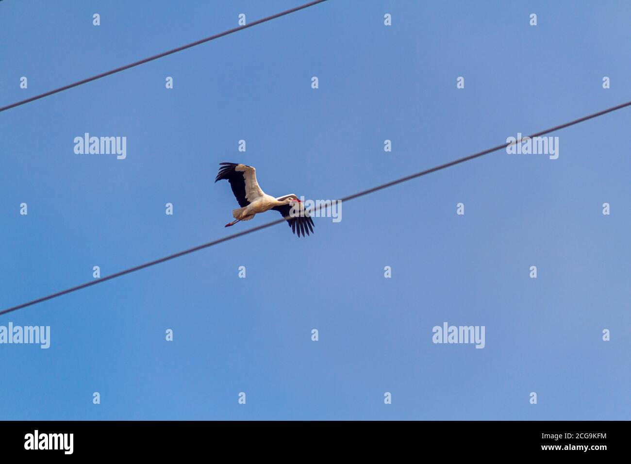 White stork flying in a blue sky not very high. The stork is flying in ...