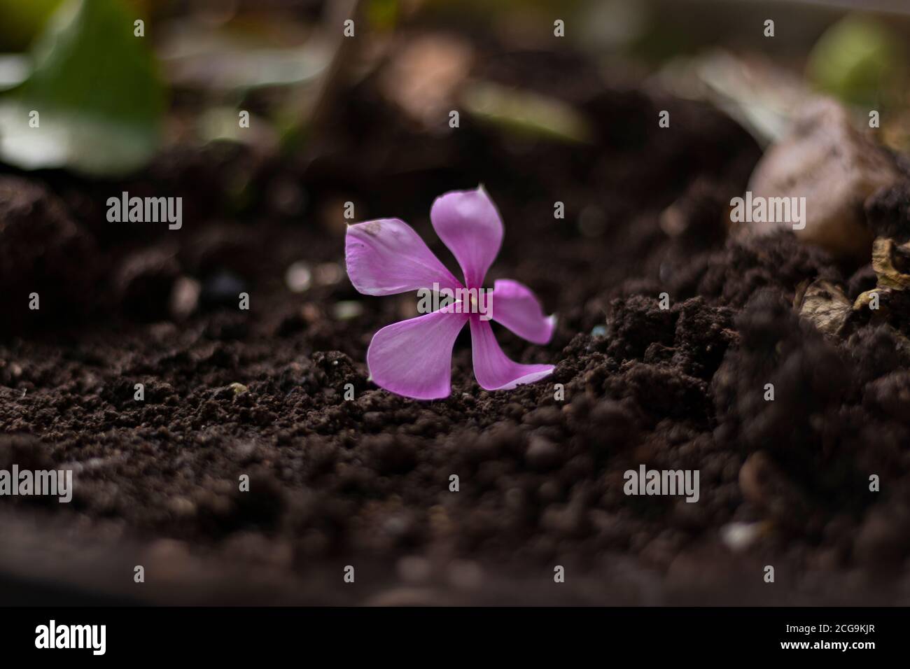 Pink West Indian periwinkle, Madagascar periwinkle, Cape periwinkle ...