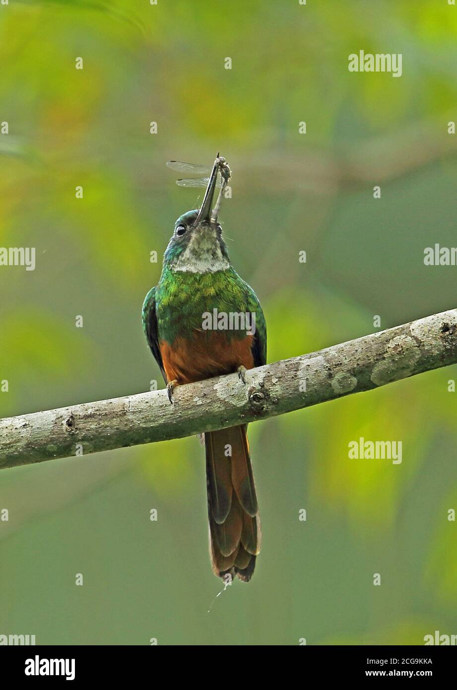 Rufous-tailed Jacamar (Galbula ruficauda rufoviridis) adult perched on ...