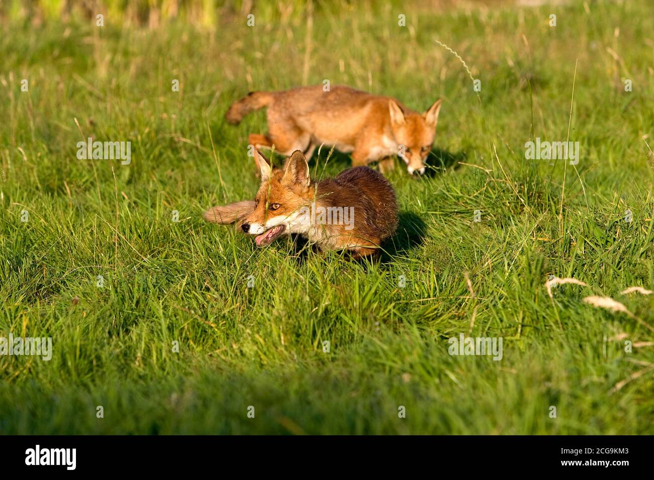 RED FOX vulpes vulpes, PAIR SMELLING, STANDING ON GRASS, NORMANDY IN ...