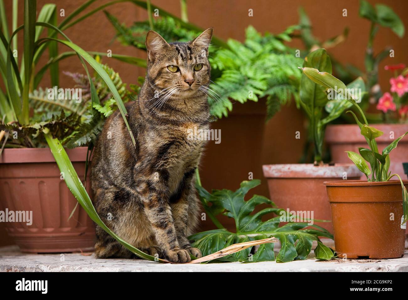 DOMESTIC CAT IN NAMIBIA Stock Photo - Alamy