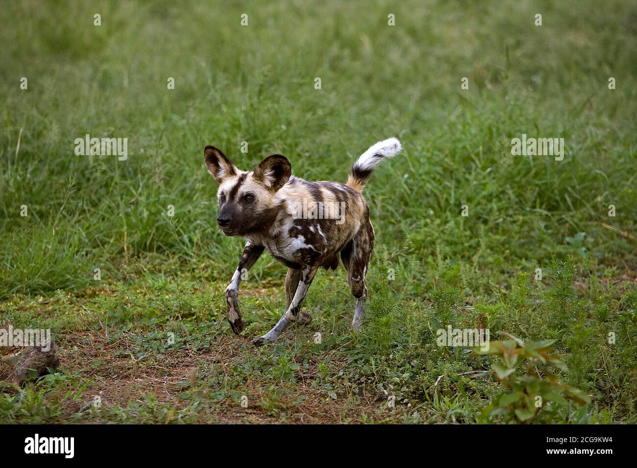 Running adult african wild hi-res stock photography and images - Alamy