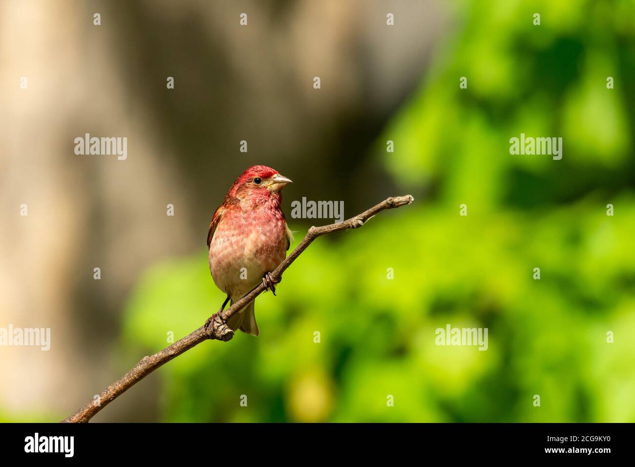 Rosy bird hi-res stock photography and images - Alamy