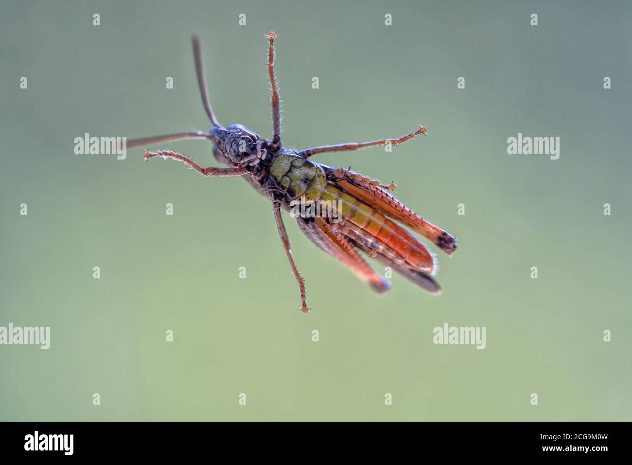 Flying grasshopper hi-res stock photography and images - Alamy