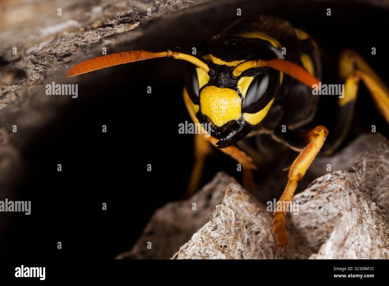 Common Wasp, vespula vulgaris, Adult Standing on Nest, Normandy Stock ...