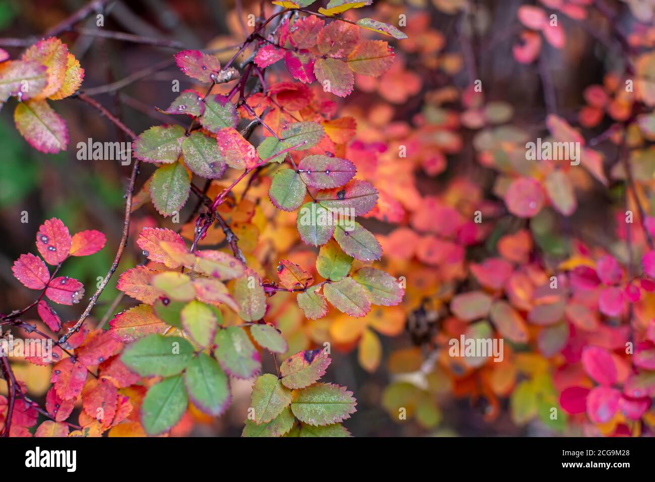 Red yellow orange green dog rose (Rosa canina) leaves background ...