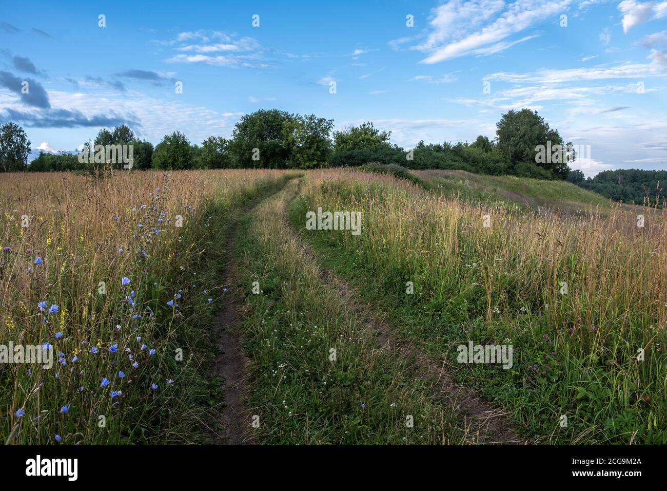 A dirt road going up a meadow overgrown with tall grass and chicory ...