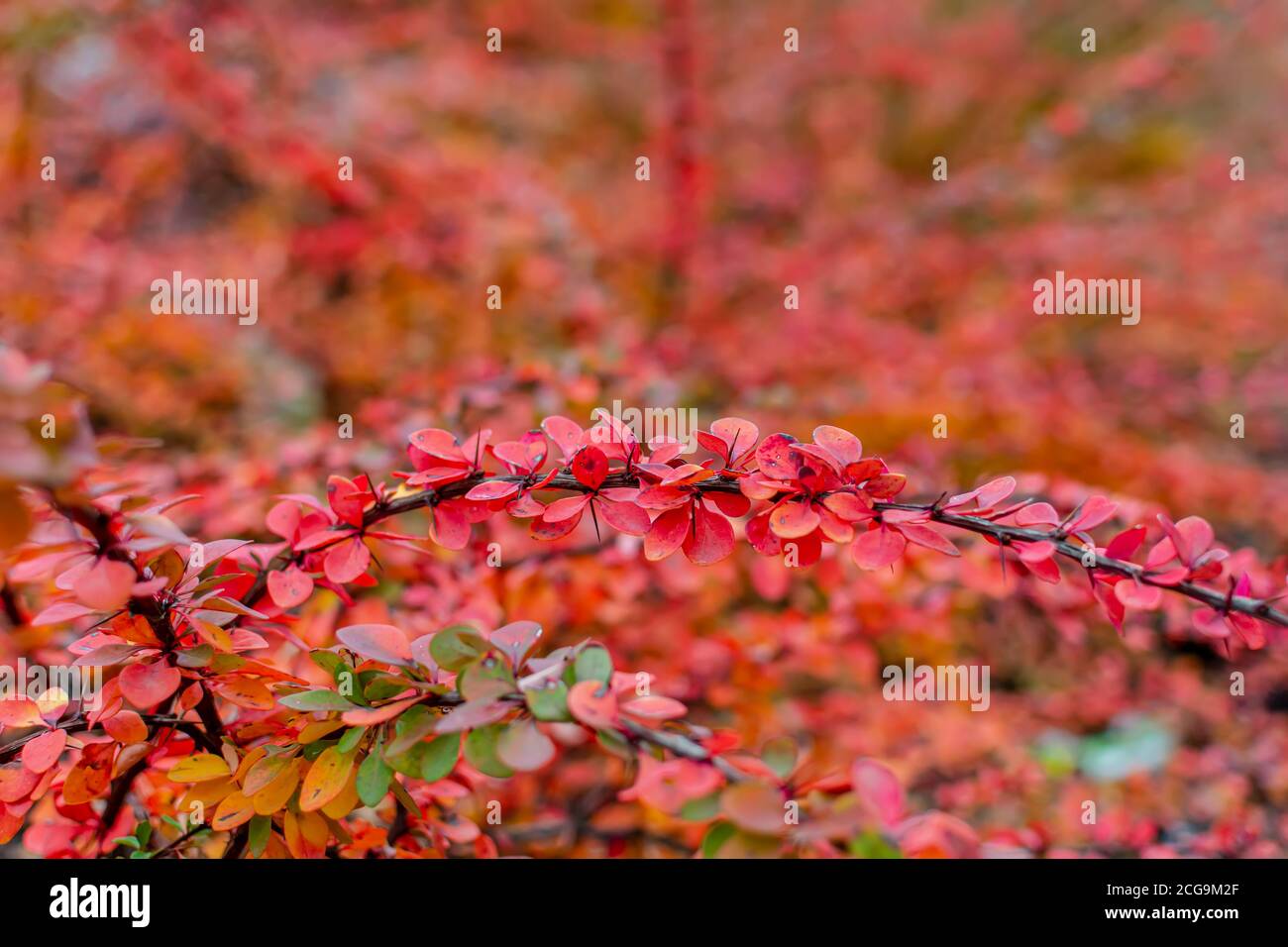 Bright red Berberis thunbergii (Japanese barberry) leaves background ...