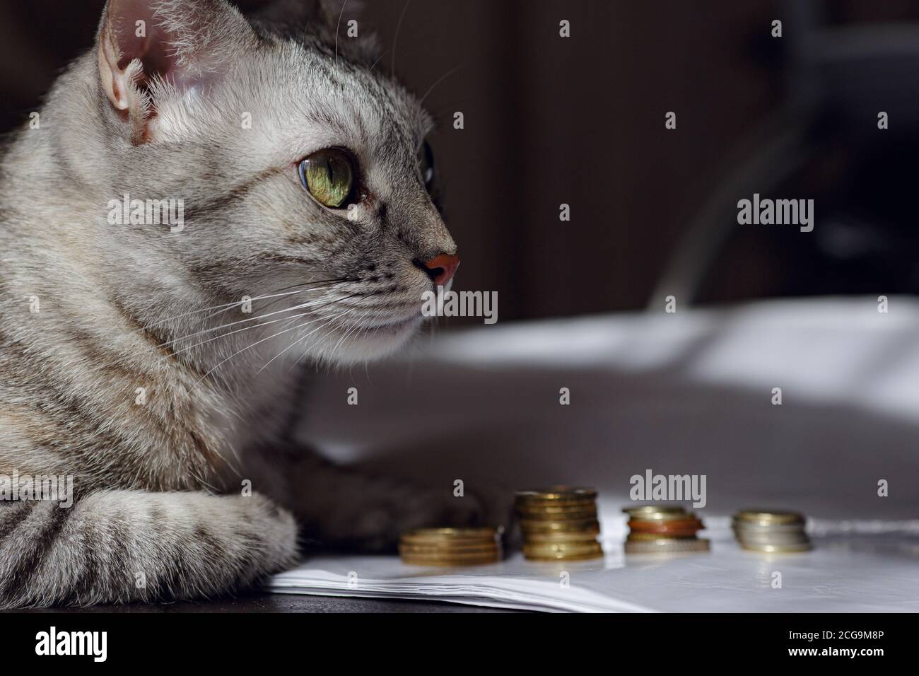 A grey cat watching stack of coins. Concept image suggesting watching ...