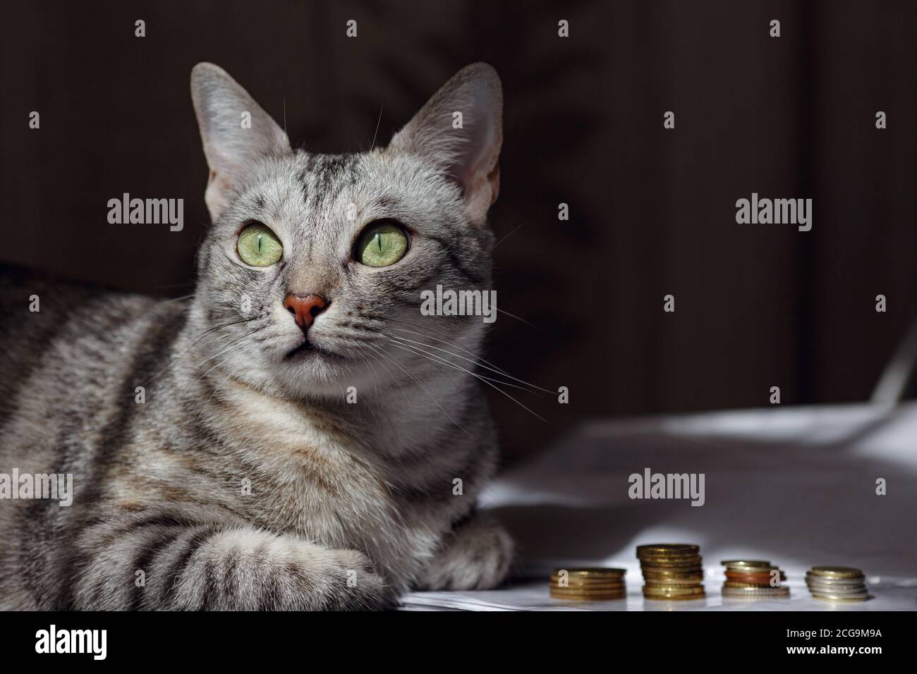 A grey cat watching stack of coins. Concept image suggesting watching ...