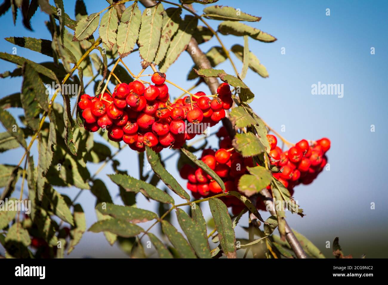 Rowan_berries hi-res stock photography and images - Alamy