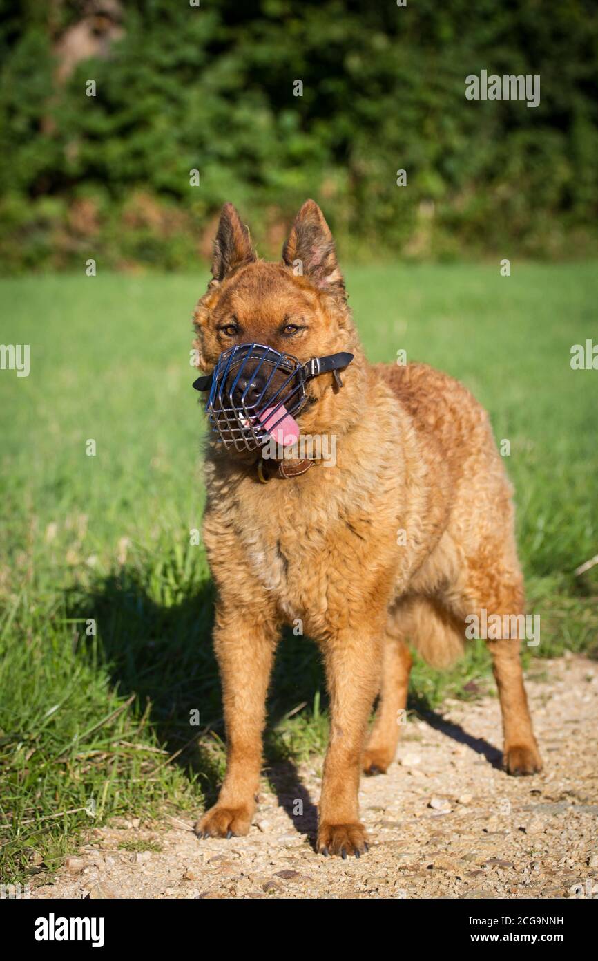 Old German Sheepdog (Kuhhund) standing, wearing a muzzle Stock Photo ...