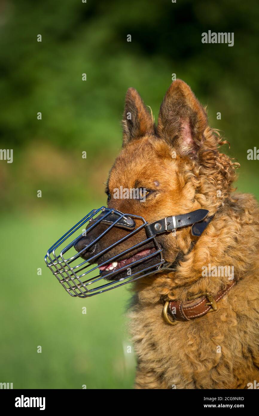 Muzzle of a dog hi-res stock photography and images - Alamy