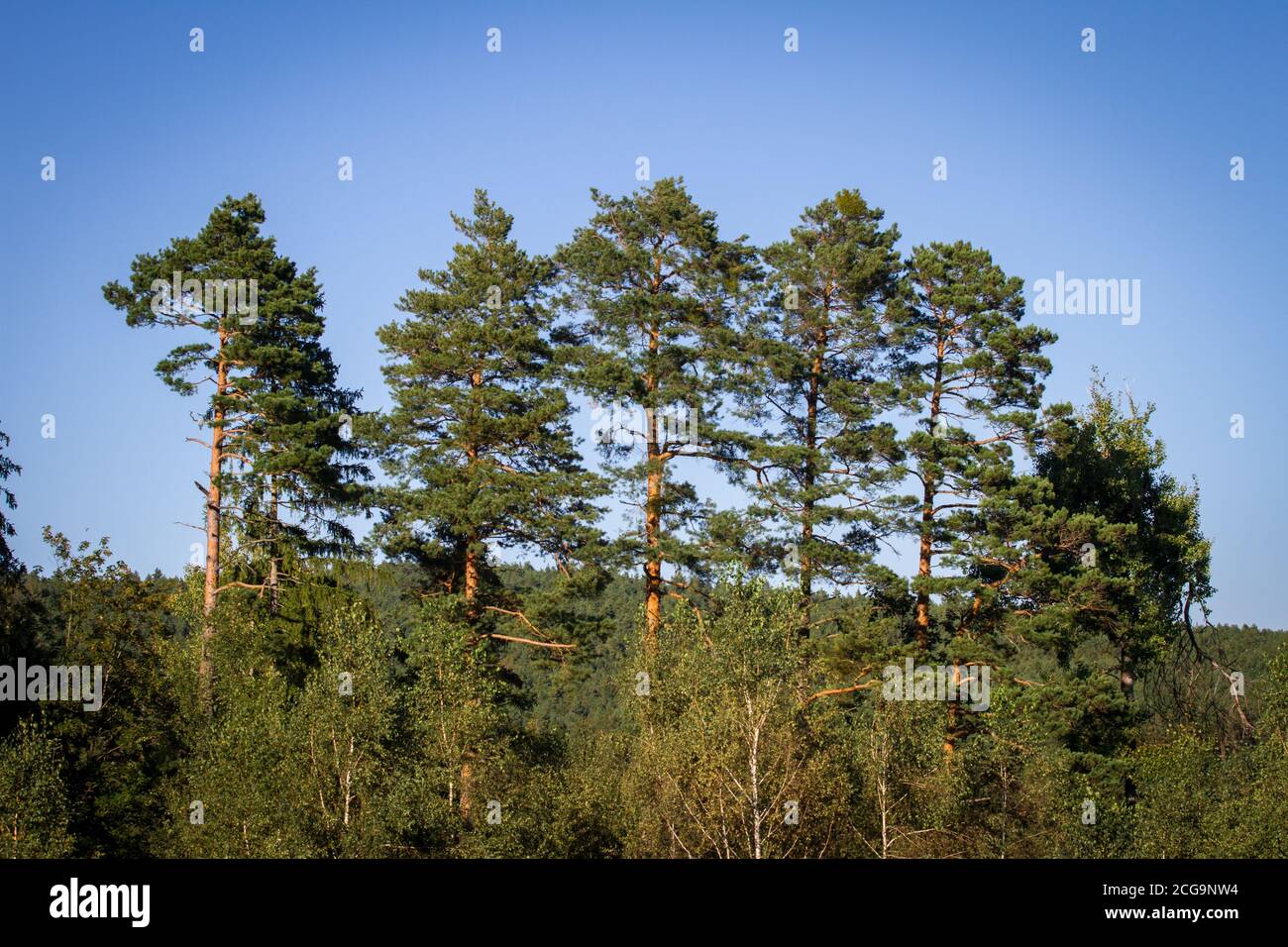 Pine trees in a forest Stock Photo - Alamy