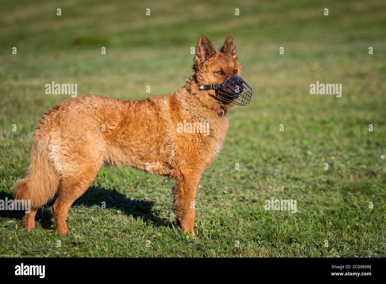 Old German Sheepdog (Kuhhund) standing, wearing a muzzle Stock Photo ...