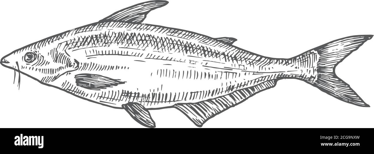 Pangasius or Basa Hand Drawn Vector Illustration. Abstract Fish Sketch ...