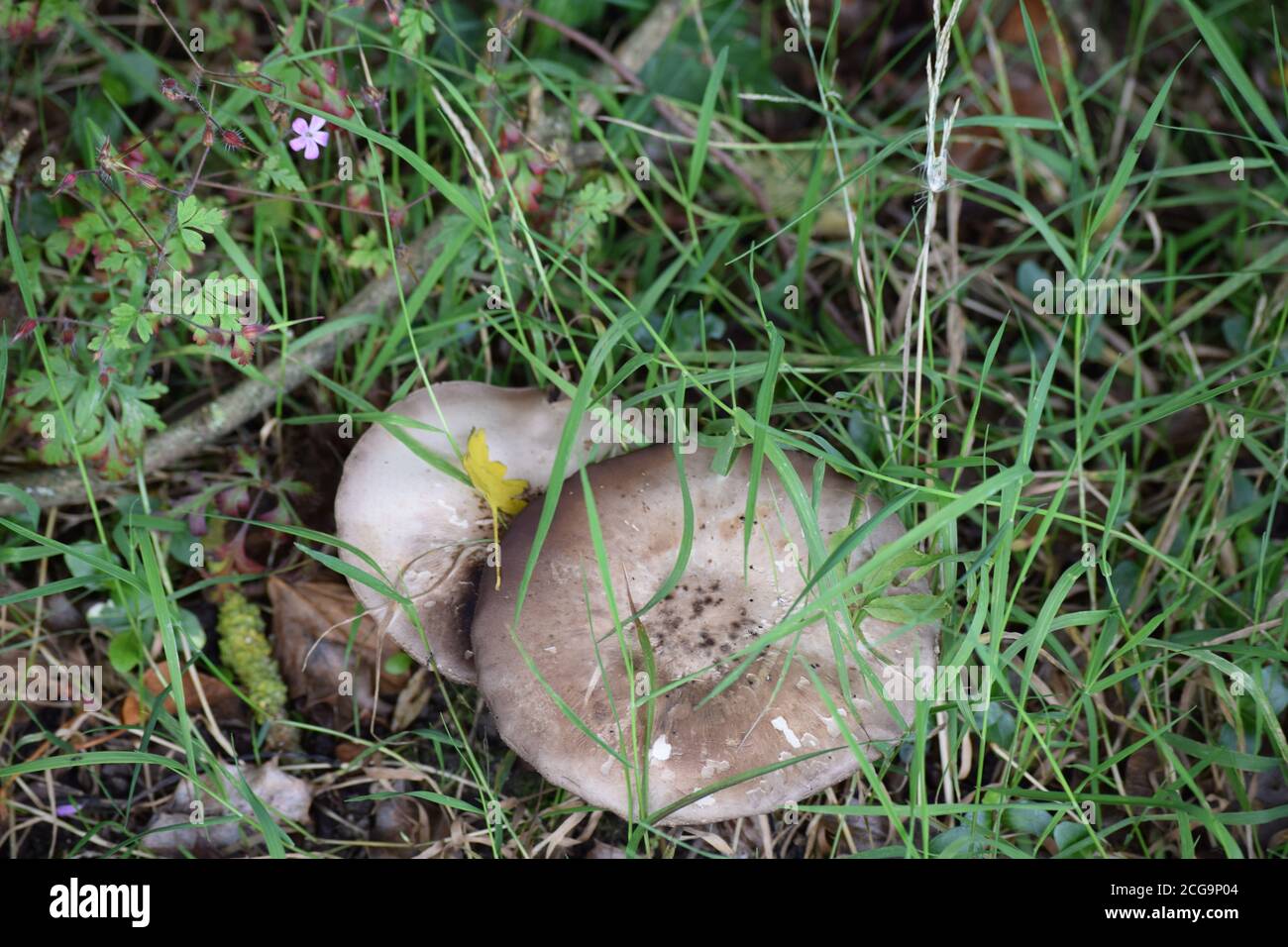 Irish mushrooms hi-res stock photography and images - Alamy