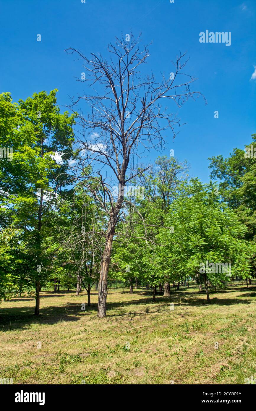 Stick plant park hi-res stock photography and images - Alamy