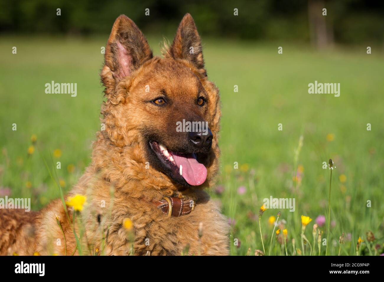 Old german cow dog hi-res stock photography and images - Alamy