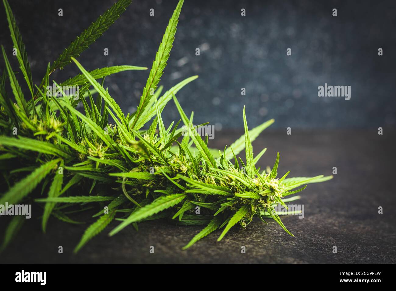 Marijuana plant bud hi-res stock photography and images - Alamy