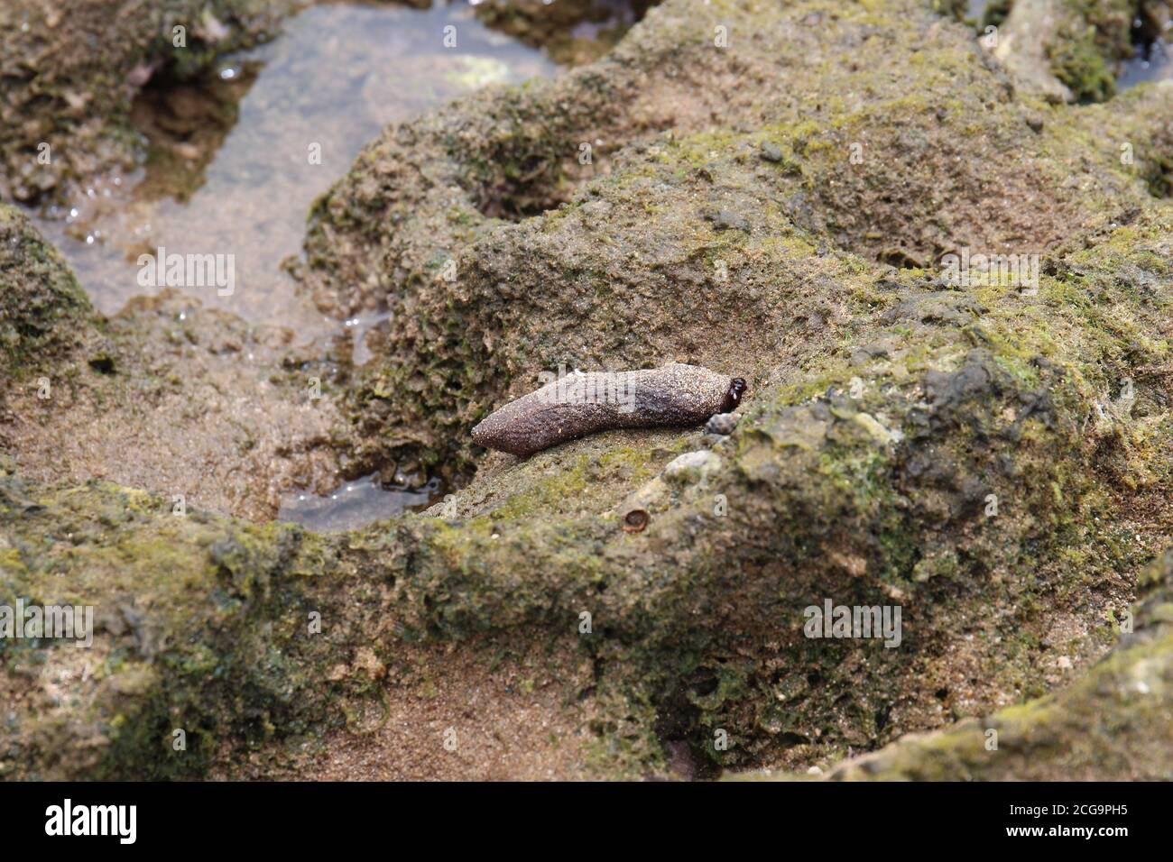 Sea cucumber in pacific ocean hi-res stock photography and images - Alamy