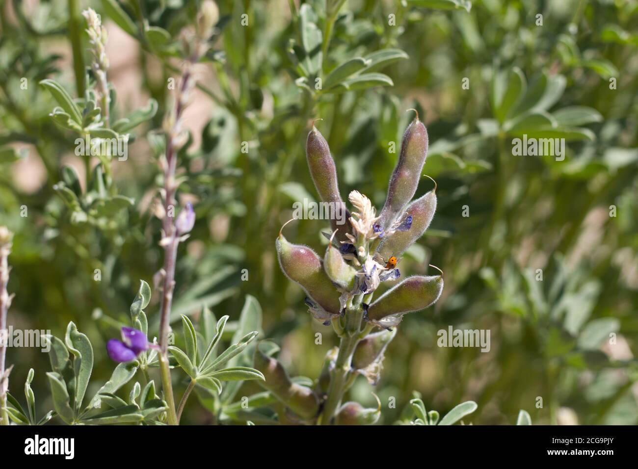 Green hairy dehiscent legume fruit, Arizona Lupine, Lupinus Arizonicus ...