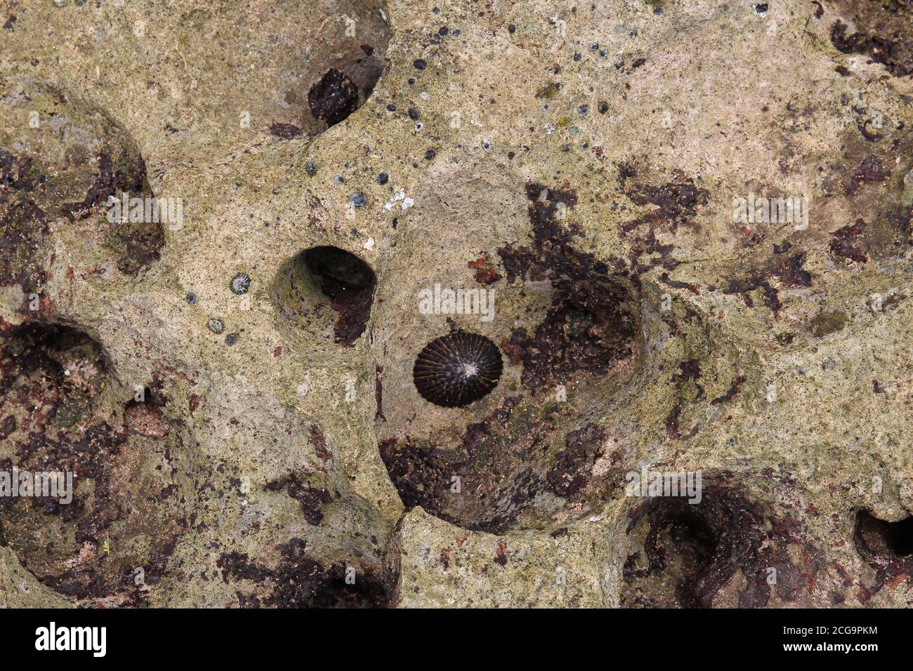 Sea shells embedded in the sand on the beach at Ma'alaea Bay at low ...