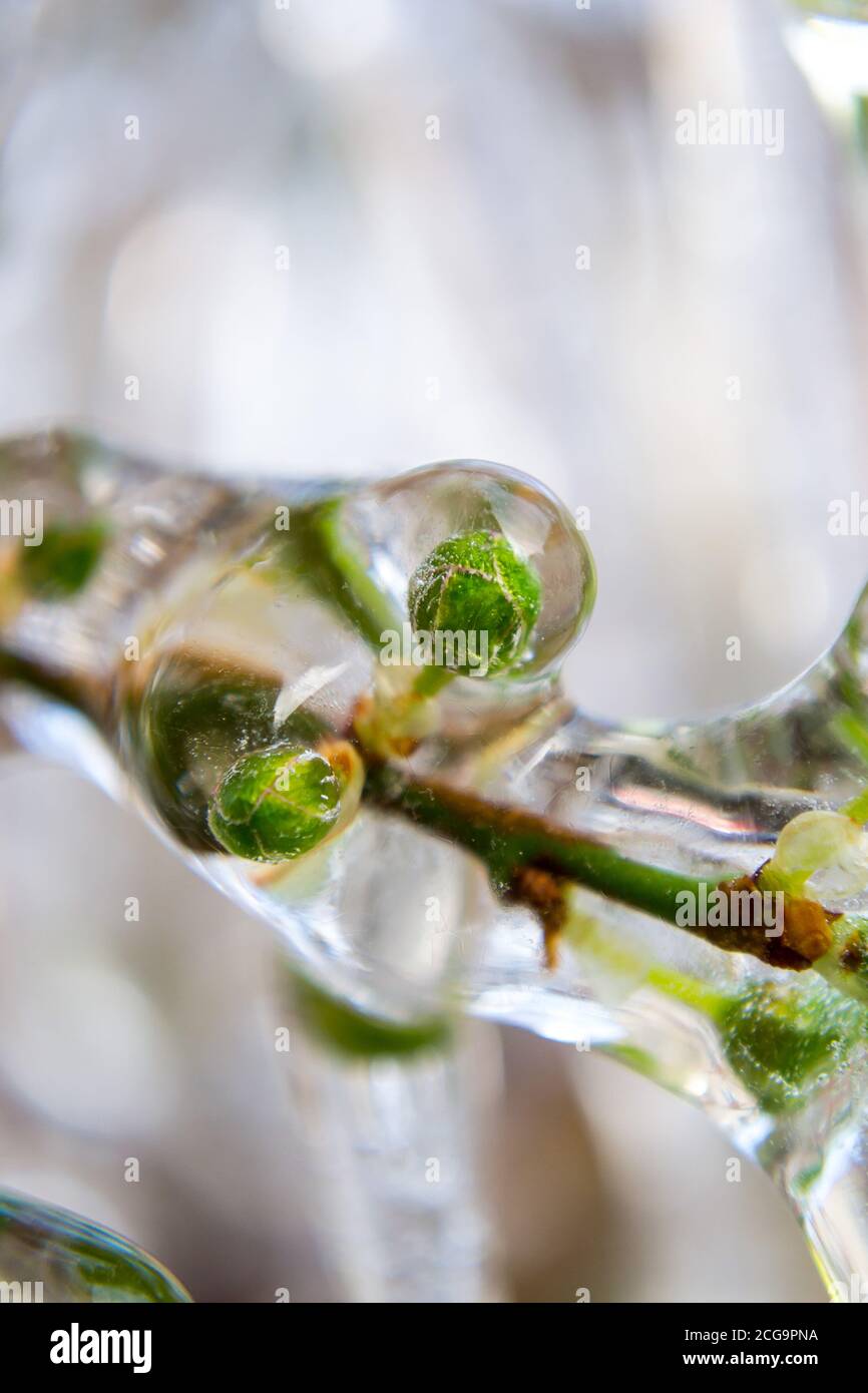 Close-up of frozen tree branches. Ice covered tree branches with green ...