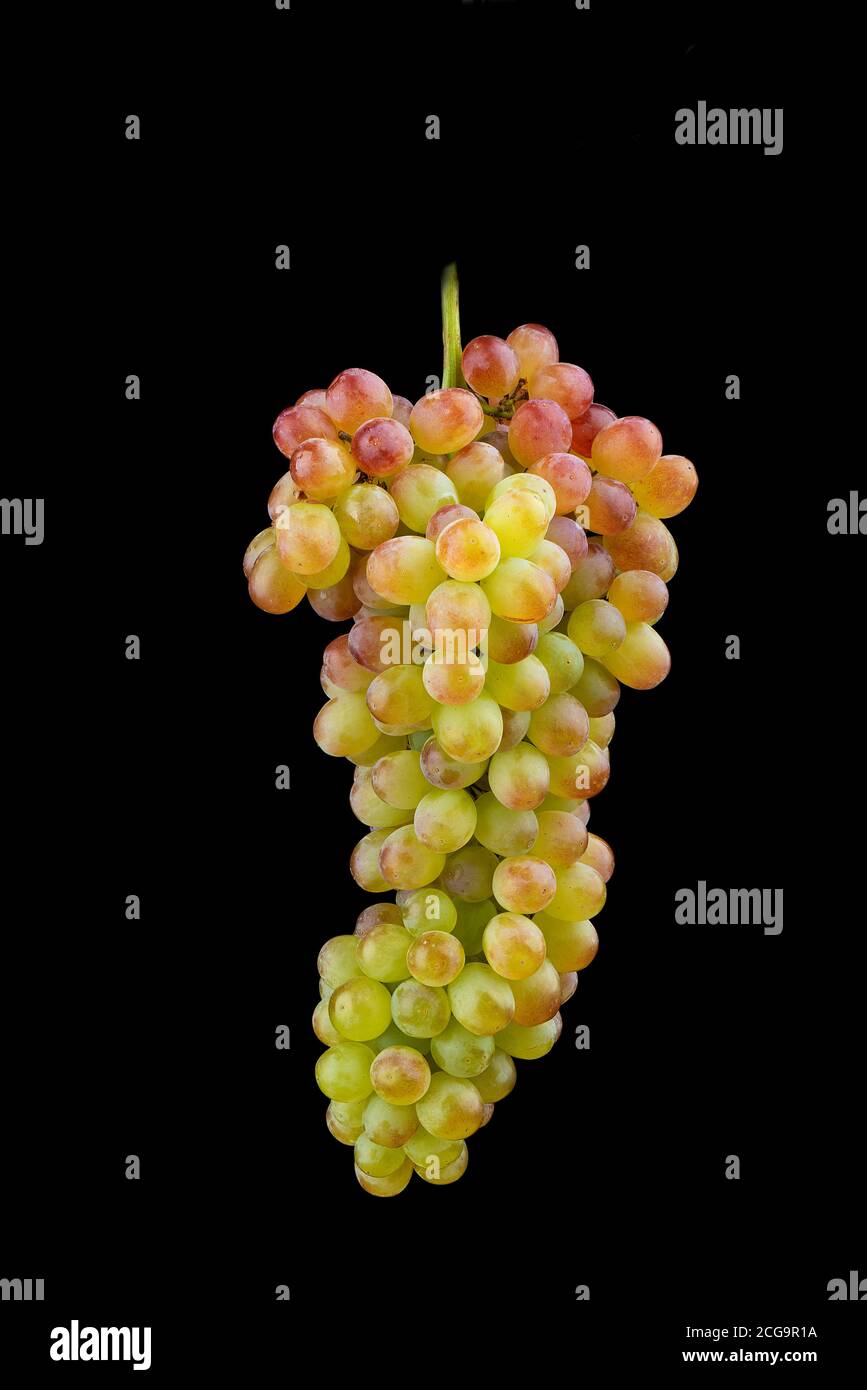 Bunch of sultana grape isolated on black background Stock Photo - Alamy