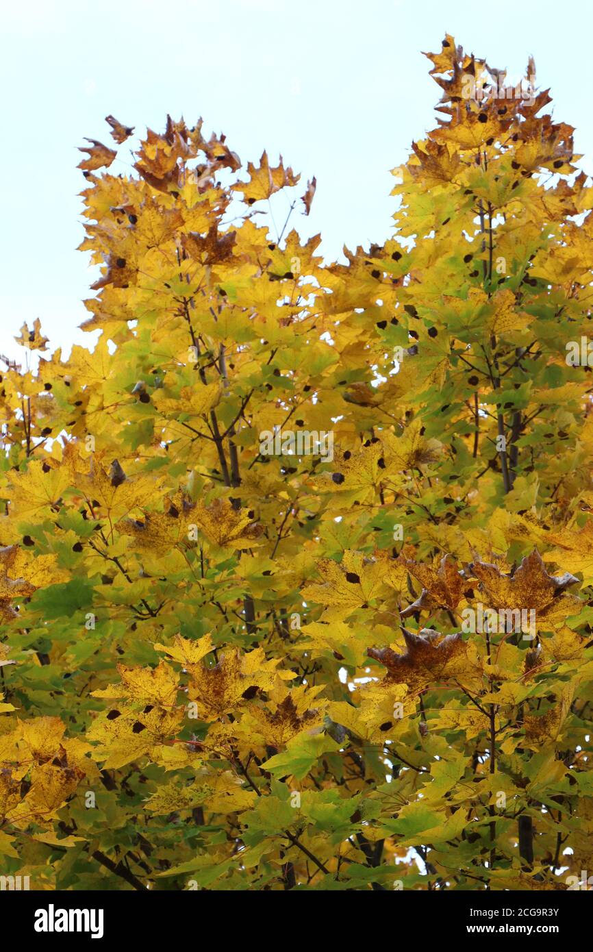 Leaves on a Maple tree turning yellow and brown in the fall in ...