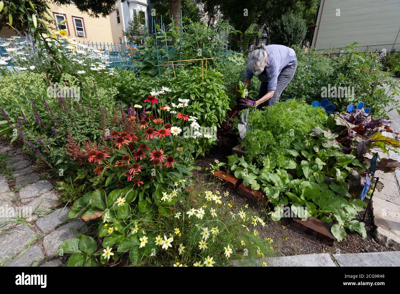 Woman wearing protective mask while gardening in community garden ...