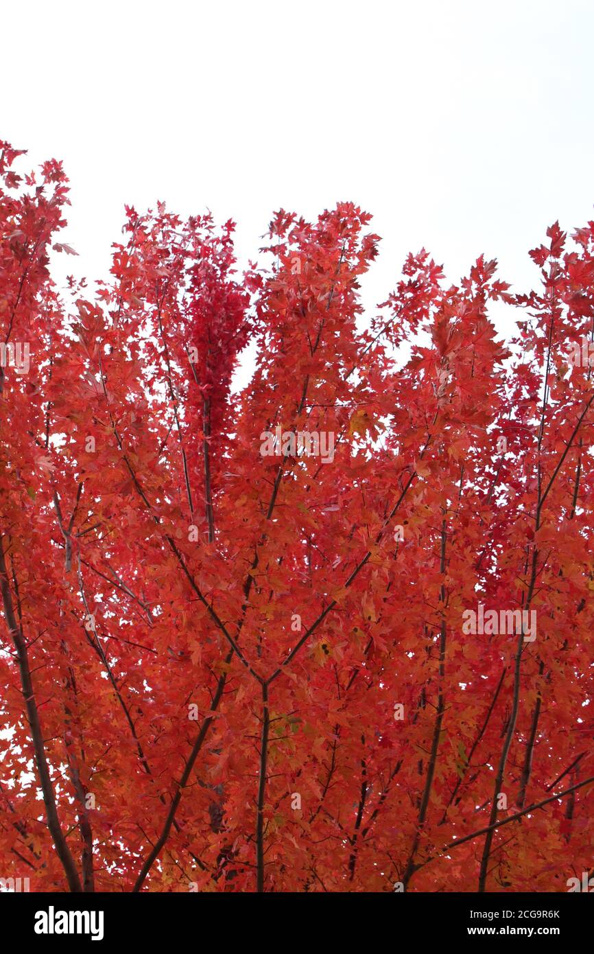 The brilliant red leaves of a Sunset Maple tree in the autumn in ...