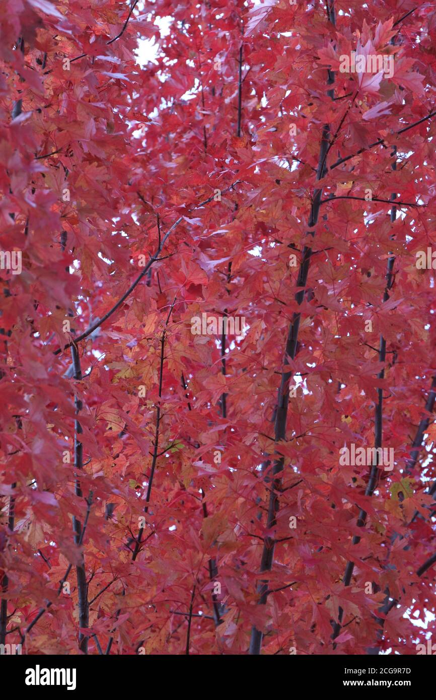 The brilliant red leaves of a Sunset Maple tree in the autumn in ...