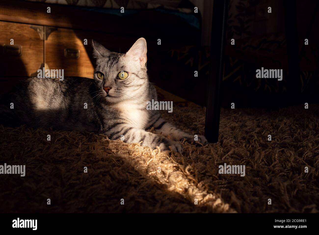 beautiful gray cat at home, catches the sun's rays. Stay at home. The ...