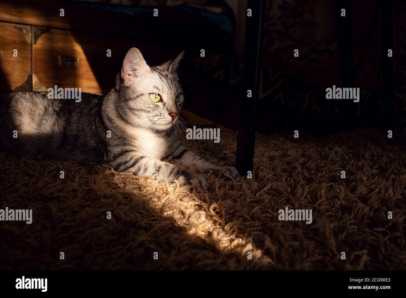 beautiful gray cat at home, catches the sun's rays. Stay at home. The ...