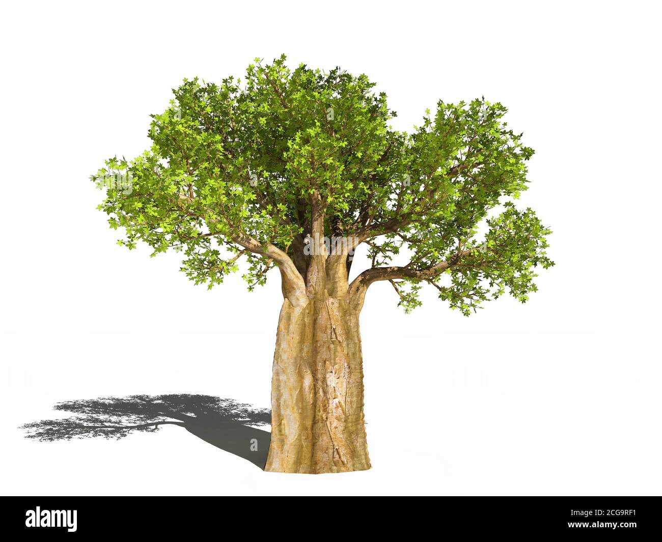 African baobab tree adansonia digitata Cut Out Stock Images & Pictures ...