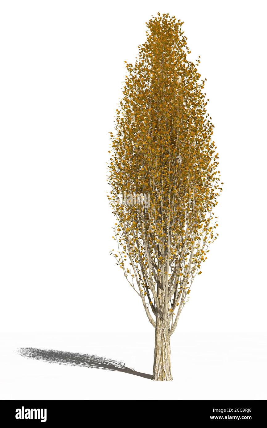 Italian poplar in the autumn. Populus nigra tree with yellow leaves in ...