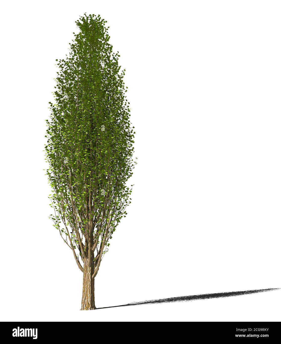 Populus nigra illustration hi-res stock photography and images - Alamy