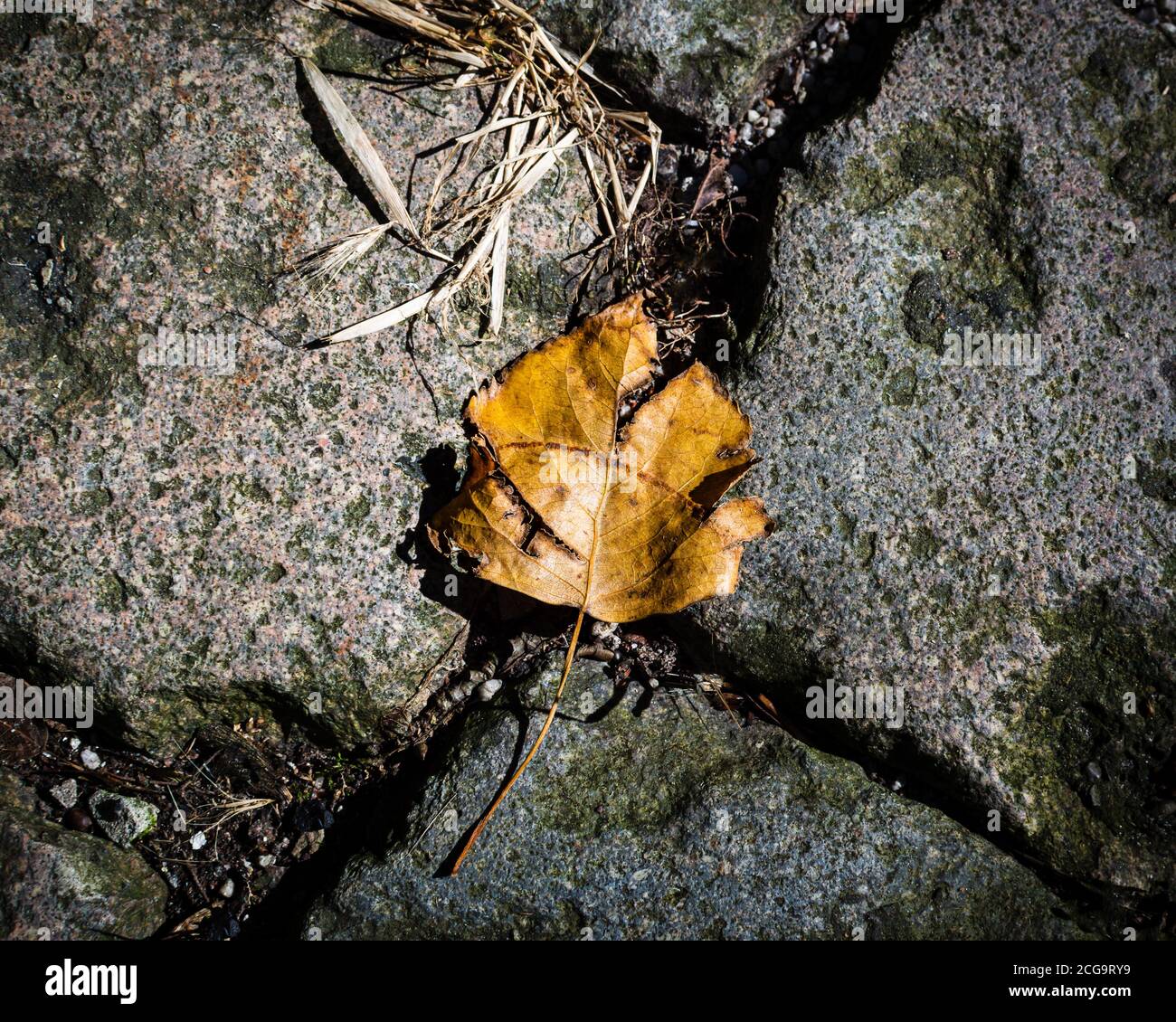 Cobblestone head hi-res stock photography and images - Alamy
