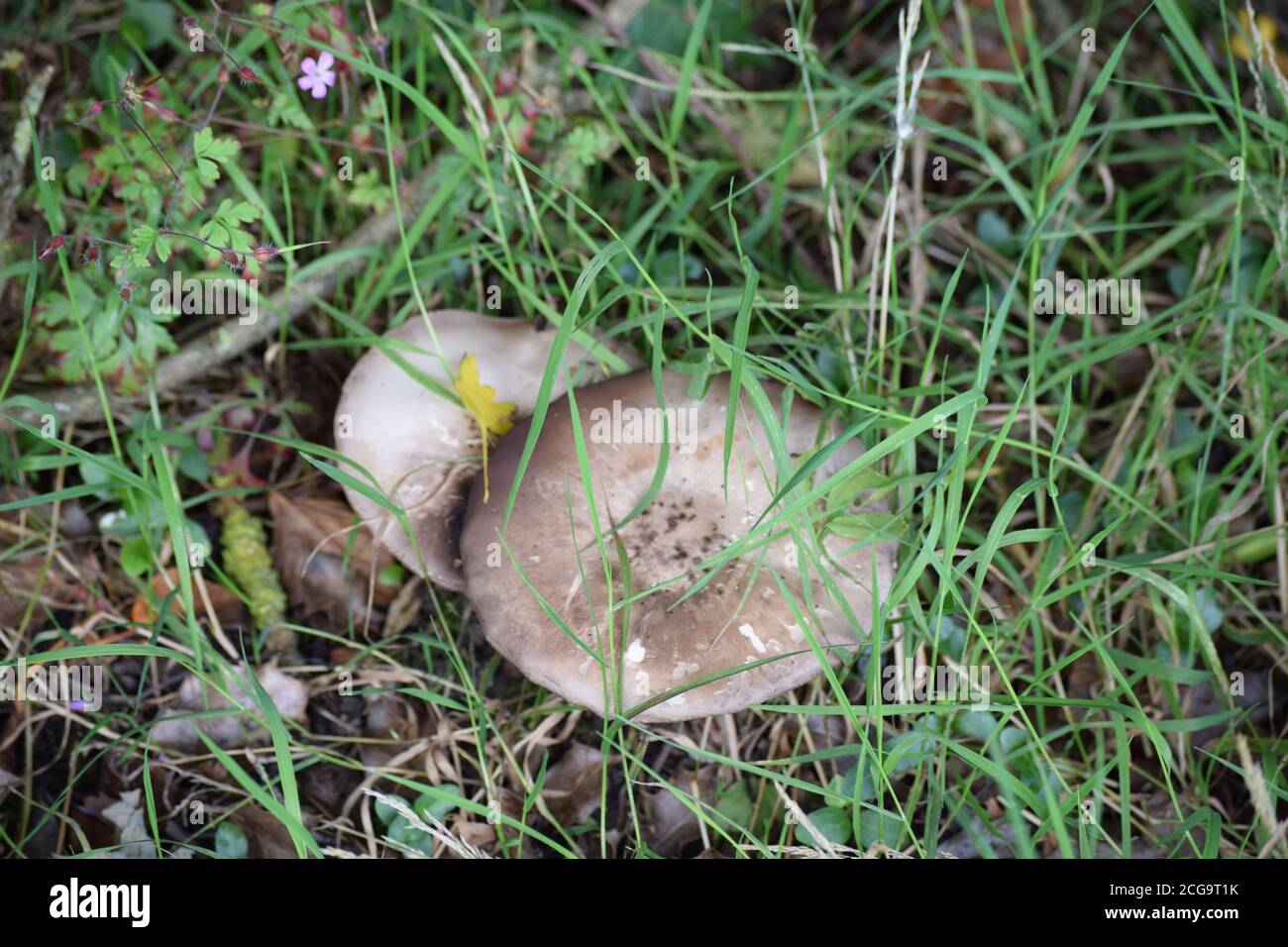 Irish mushrooms hi-res stock photography and images - Alamy