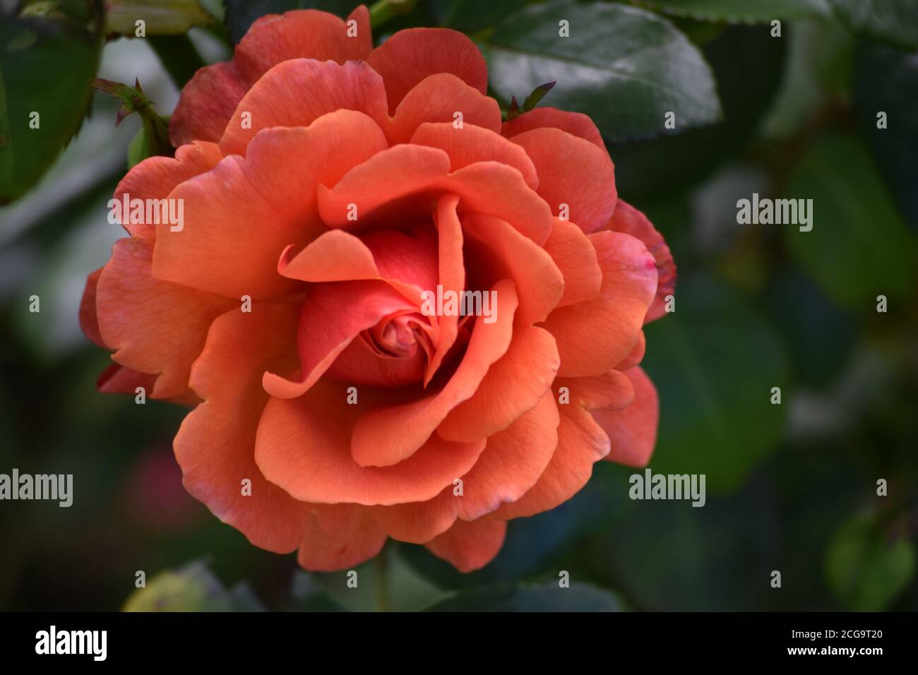 Irish rose hi-res stock photography and images - Alamy