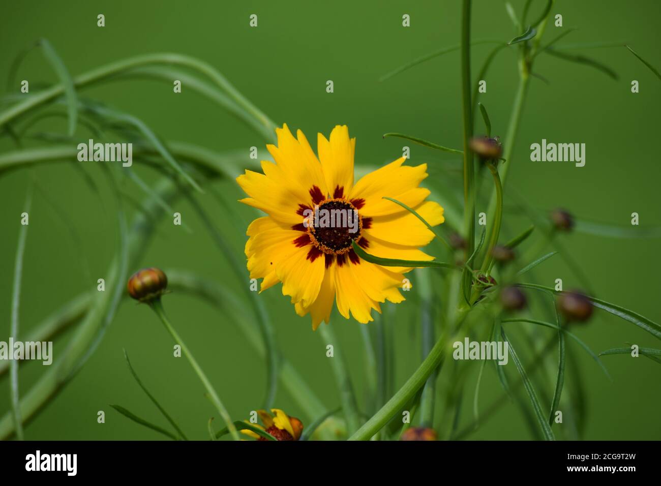 Irish wild flowers hi-res stock photography and images - Alamy