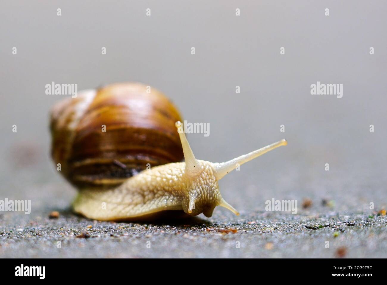 Big snail, Helix pomatia also Roman snail, Burgundy snail, edible snail ...