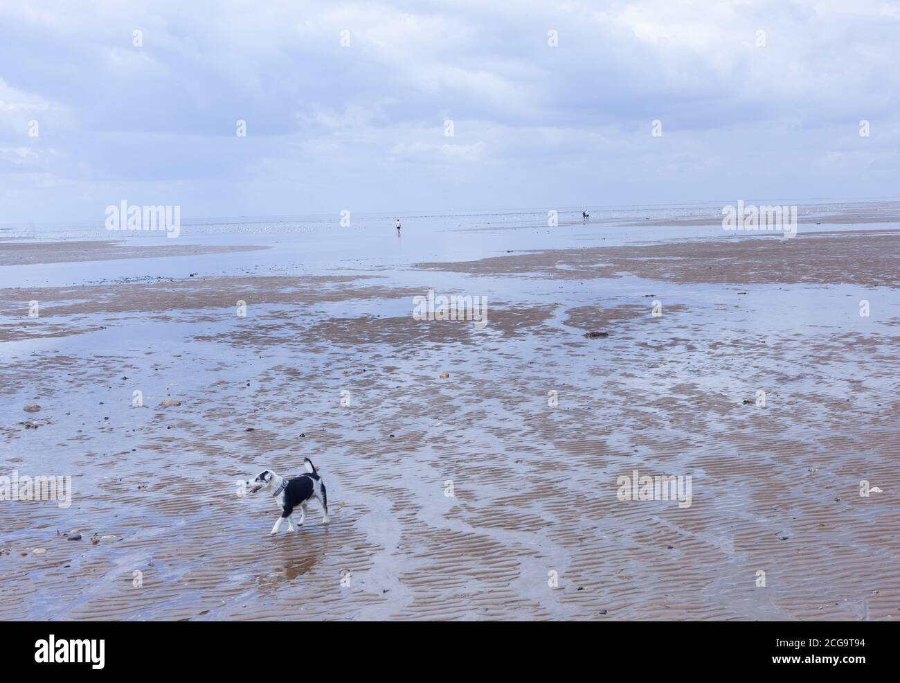 Travel concept / Vacation - View of a cute dog running across the beach ...